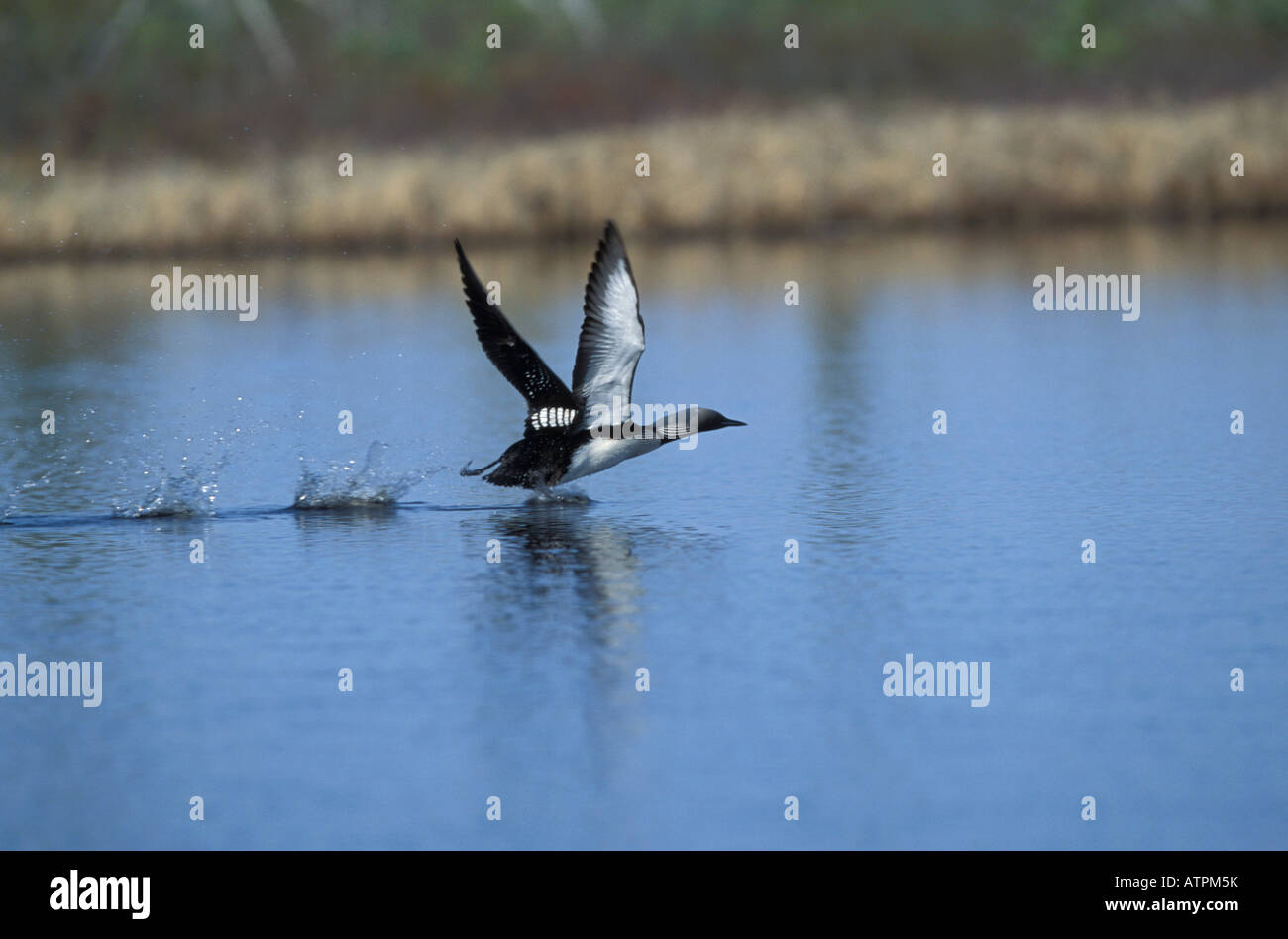 Pacific Loon, Gavia pacifica, taking flight Stock Photo - Alamy