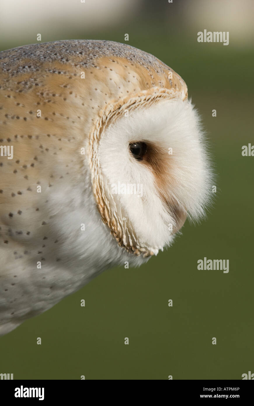 Barn Owl (Tyto alba Stock Photo - Alamy
