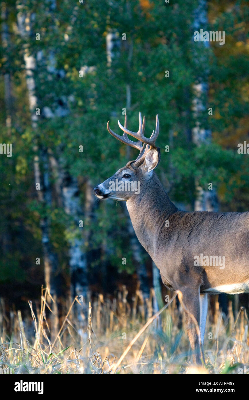 White-tailed buck (Odocoileus virginianus) in fall Stock Photo - Alamy
