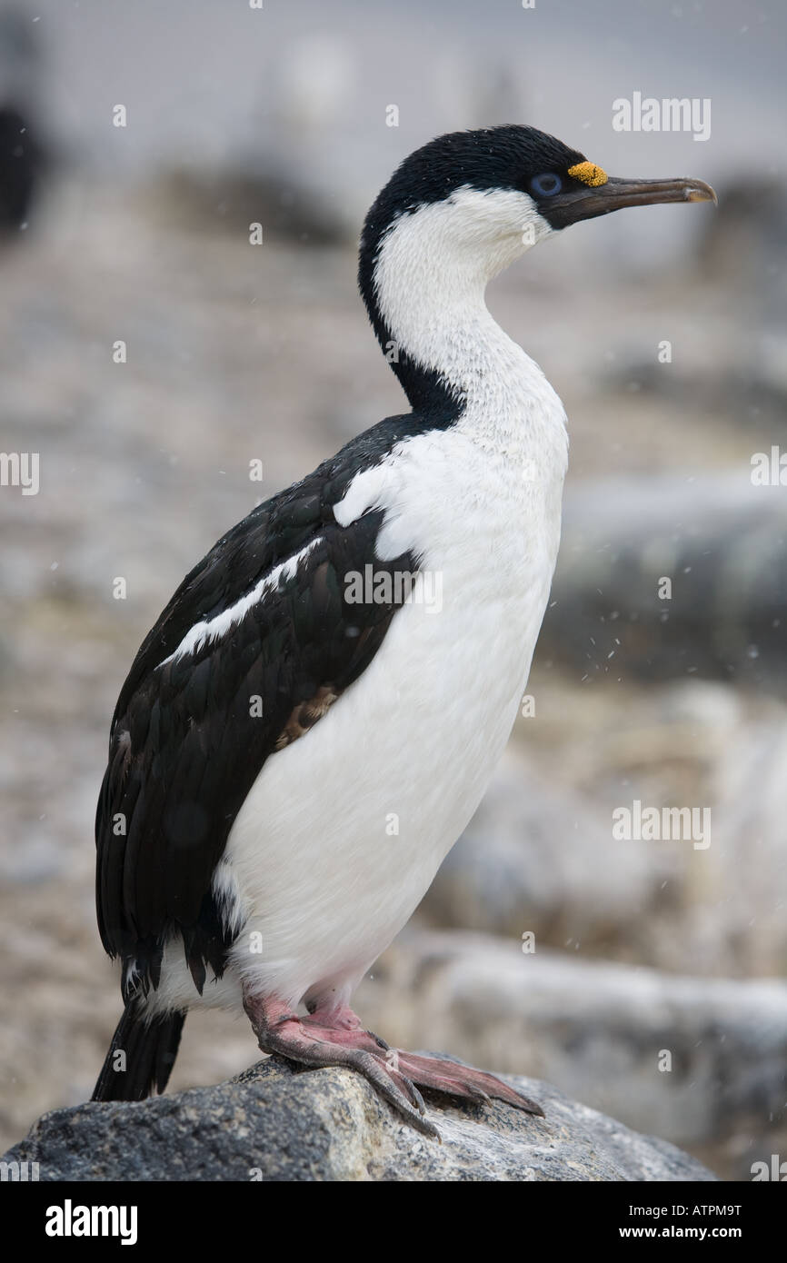 Blue-eyed shag or Antarctic shag or Phalacrocorax Atriceps on Paulet ...