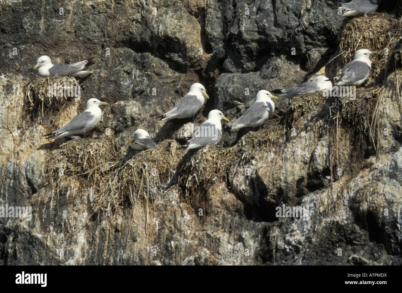 Seabird Nesting Colony of Black-legged Kittiwakes Stock Photo - Alamy