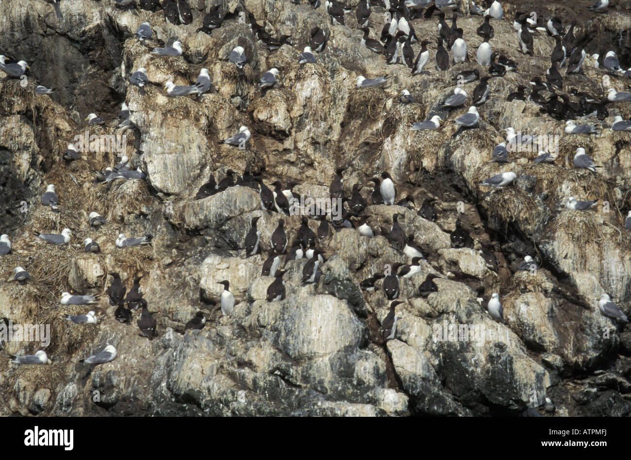Seabird Nesting Colony, Common Murres, Black-legged Kittiwakes Stock ...
