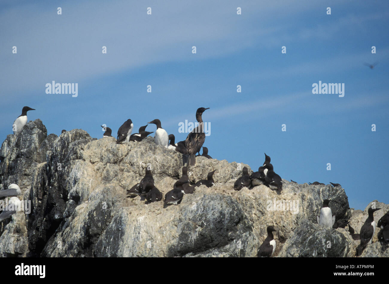 Seabird Nesting Colony Common Murres, Black-legged Kittiwakes, Pelagic ...