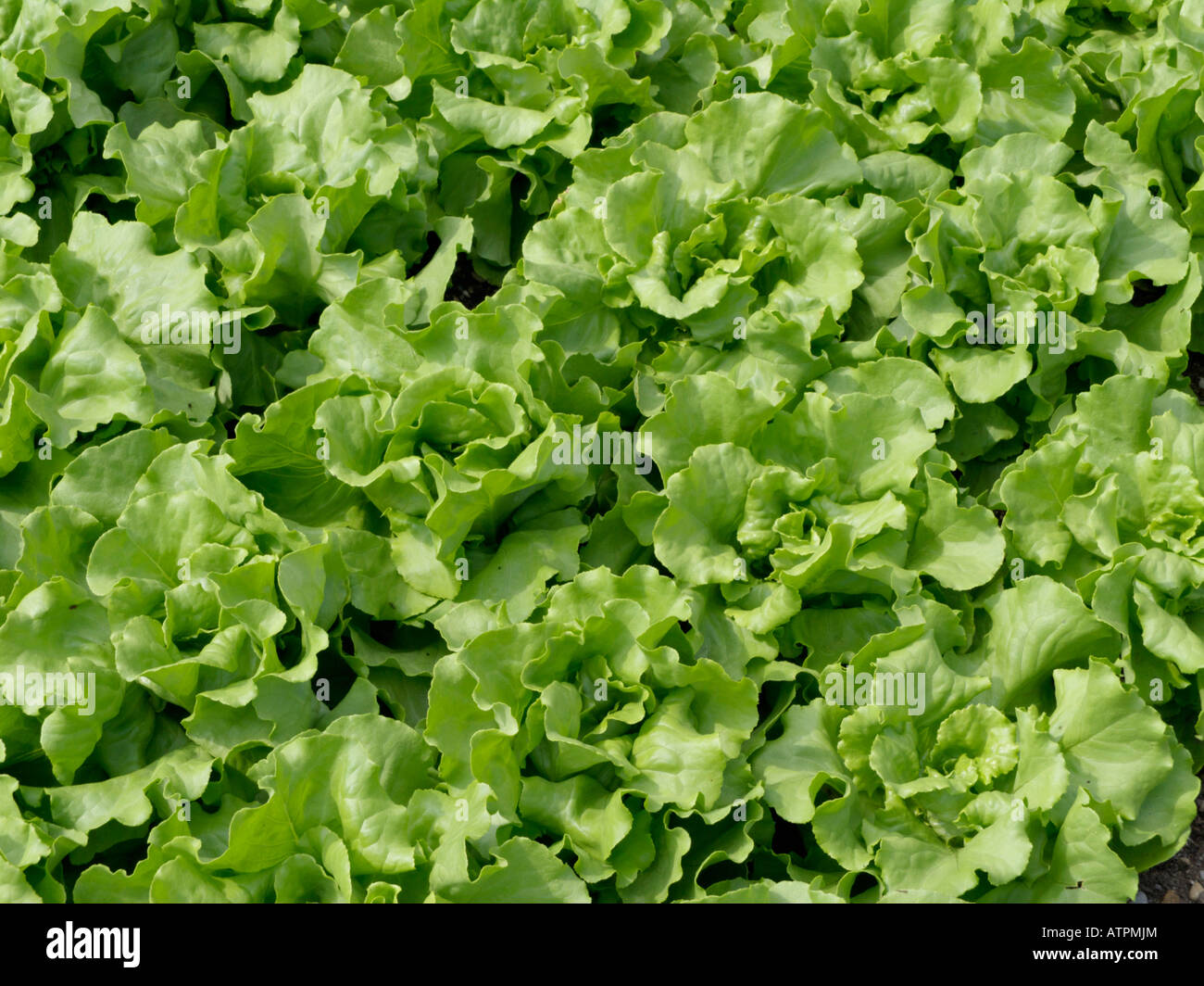 Lettuce (Lactuca sativa Stock Photo - Alamy