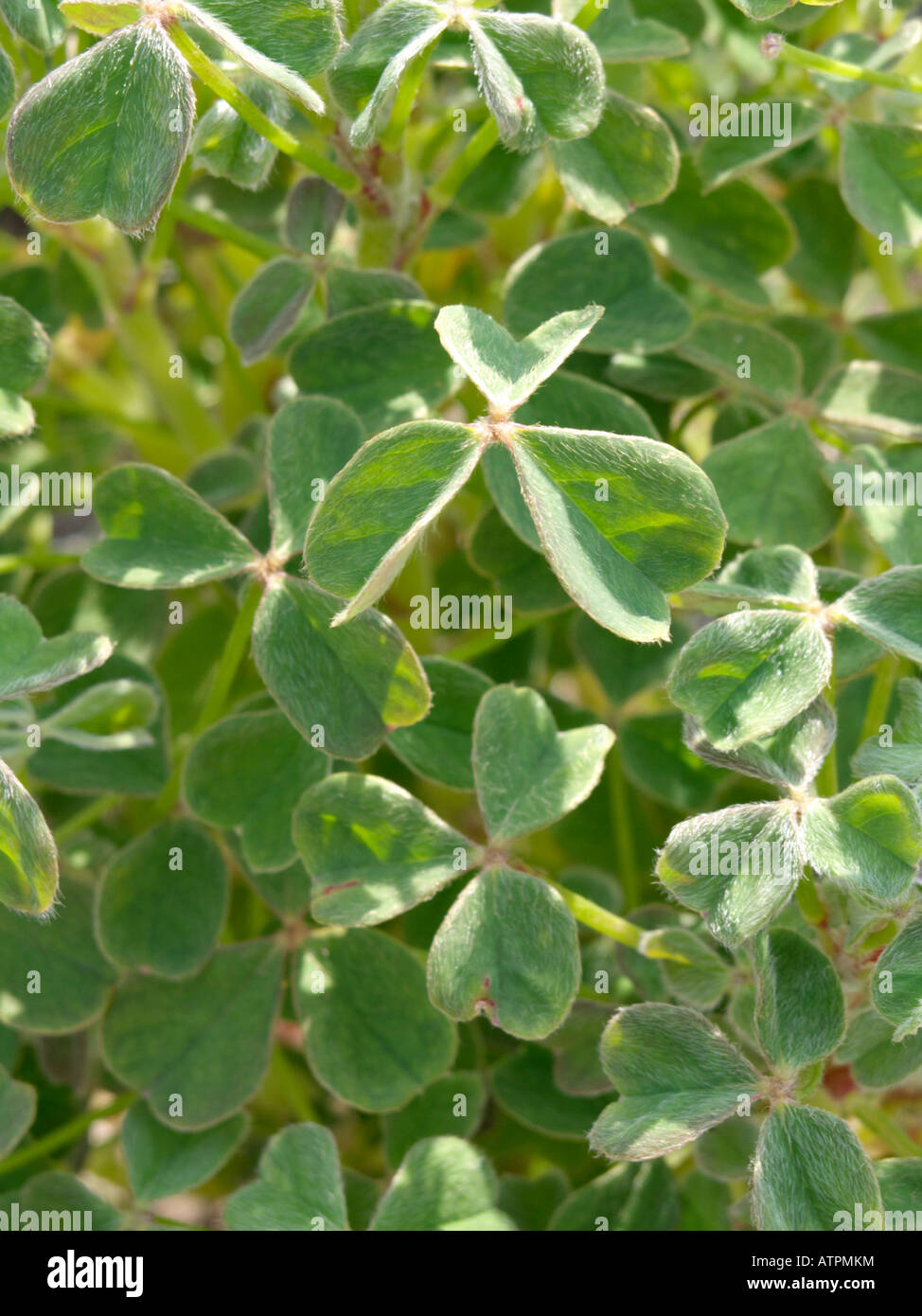Sorrel (Oxalis tuberosa Stock Photo - Alamy