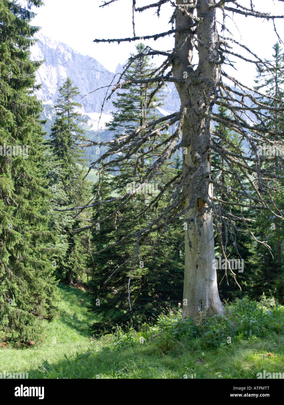 Common spruce (Picea abies), Kaisergebirge Nature Reserve, Austria ...