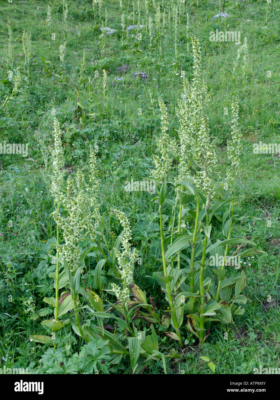 White veratrum (Veratrum album Stock Photo - Alamy