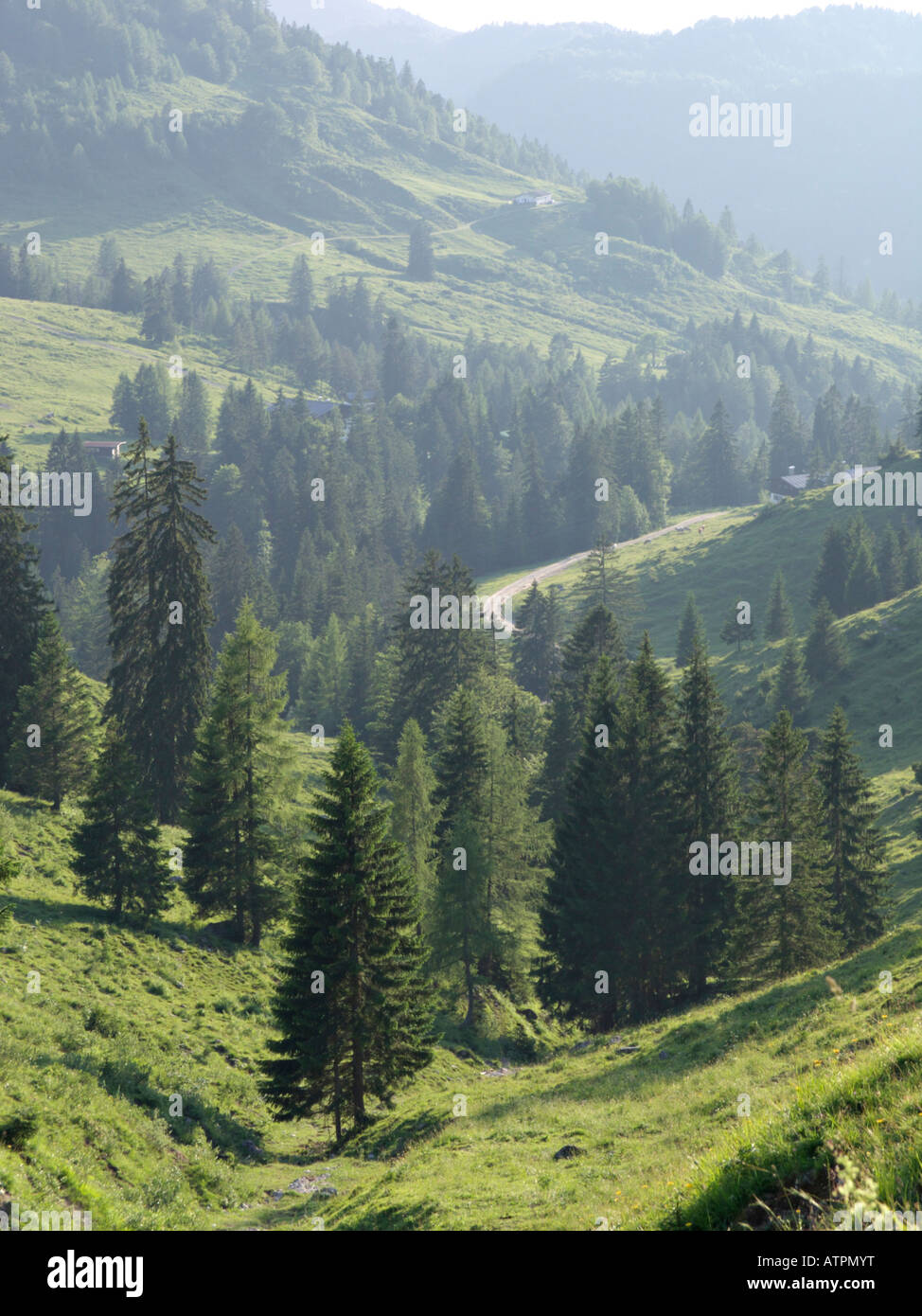Common spruce picea abies austria hi-res stock photography and images ...