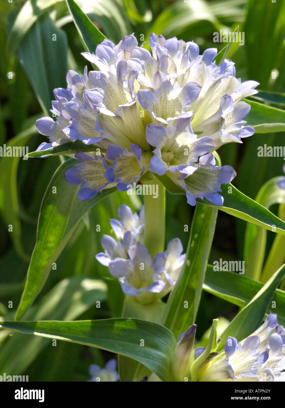 Gentiana dendrologi hi-res stock photography and images - Alamy