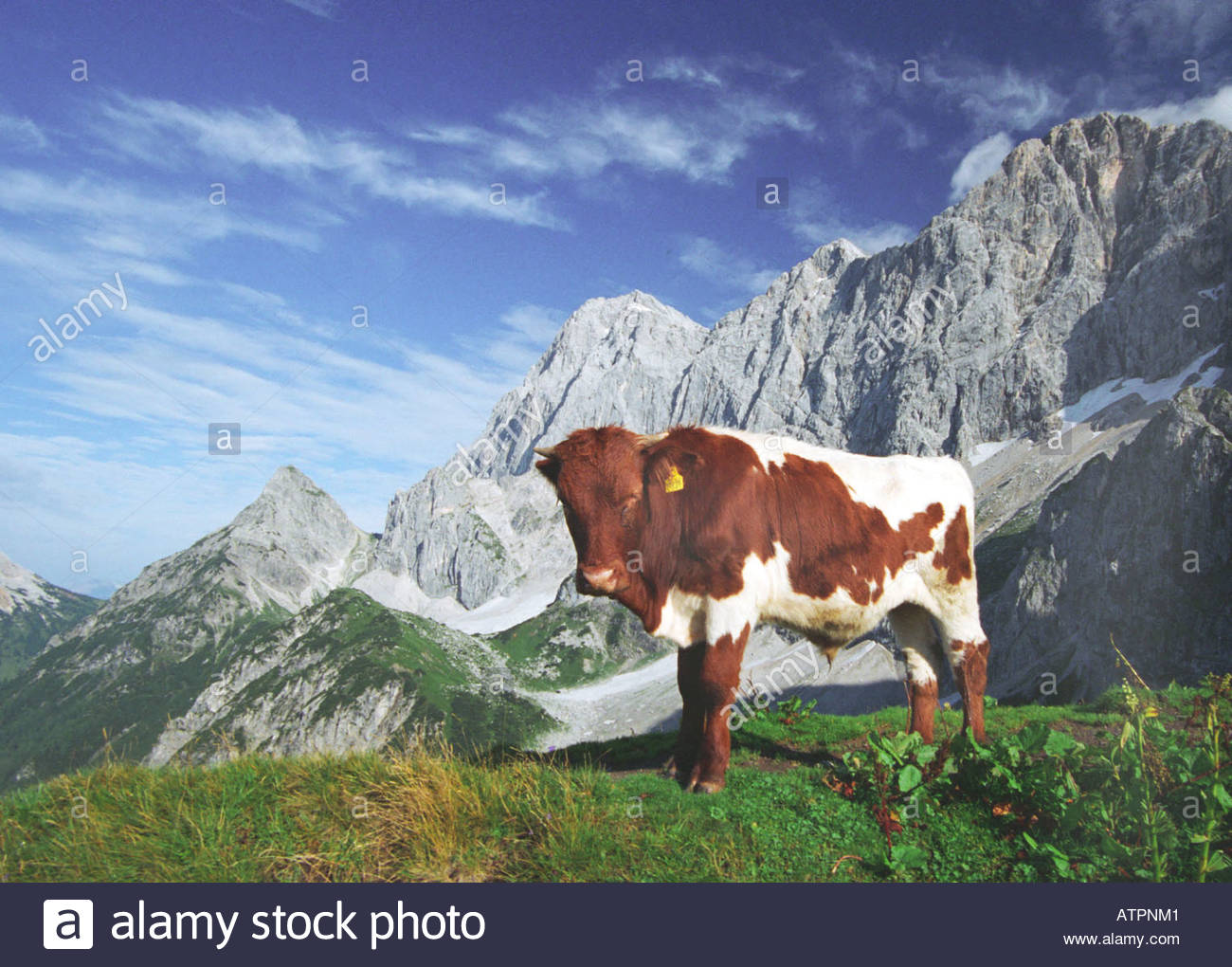 Alpian Stock Photos & Alpian Stock Images - Alamy