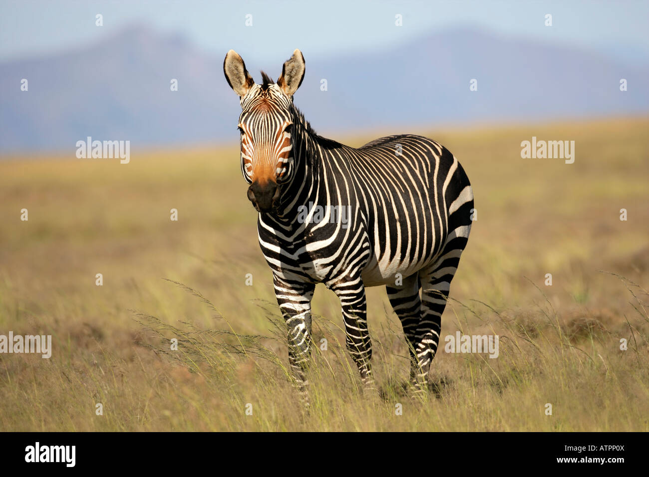 Endangered Cape Mountain Zebra (Equus zebra), Mountain Zebra National ...