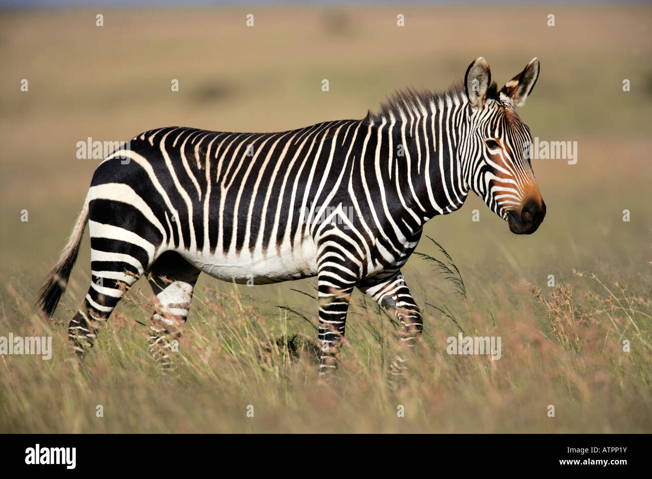 Endangered Cape Mountain Zebra (Equus zebra), Mountain Zebra National ...