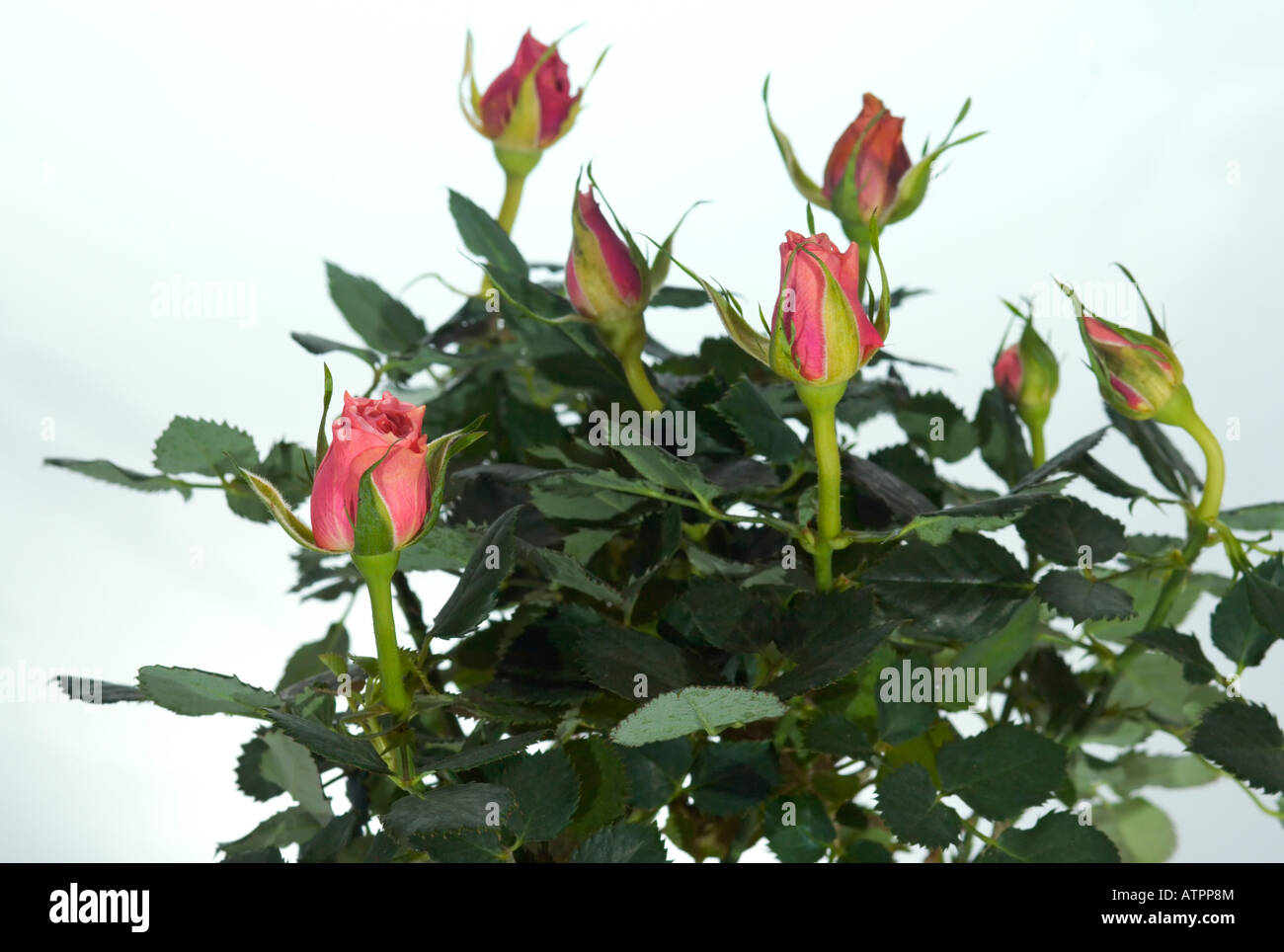 Part of blossoming home small rose plant with seven rosebuds Stock ...