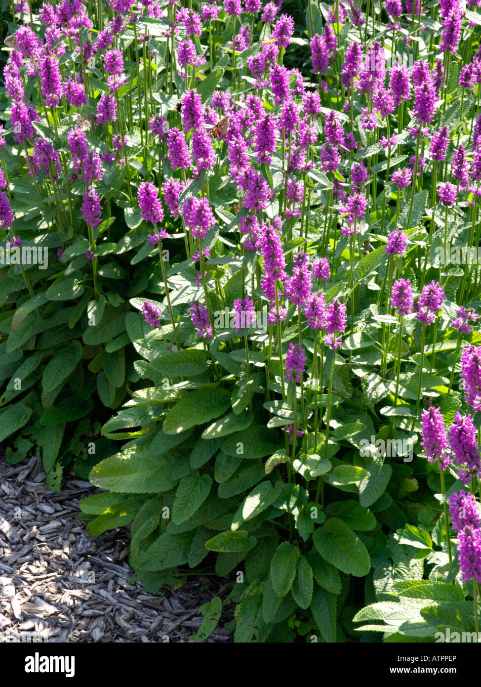 Common betony hi-res stock photography and images - Alamy