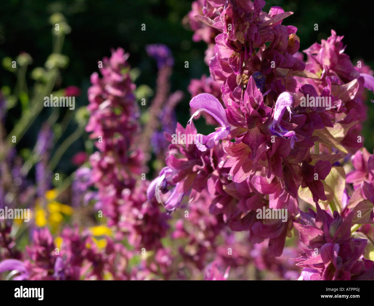 Salvia canariensis hi-res stock photography and images - Alamy