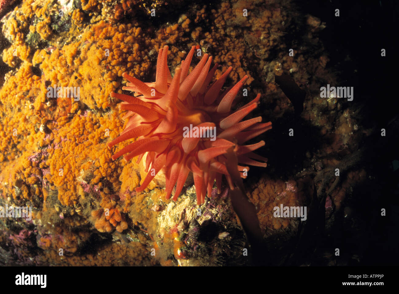 Urticina crassicornis hi-res stock photography and images - Alamy