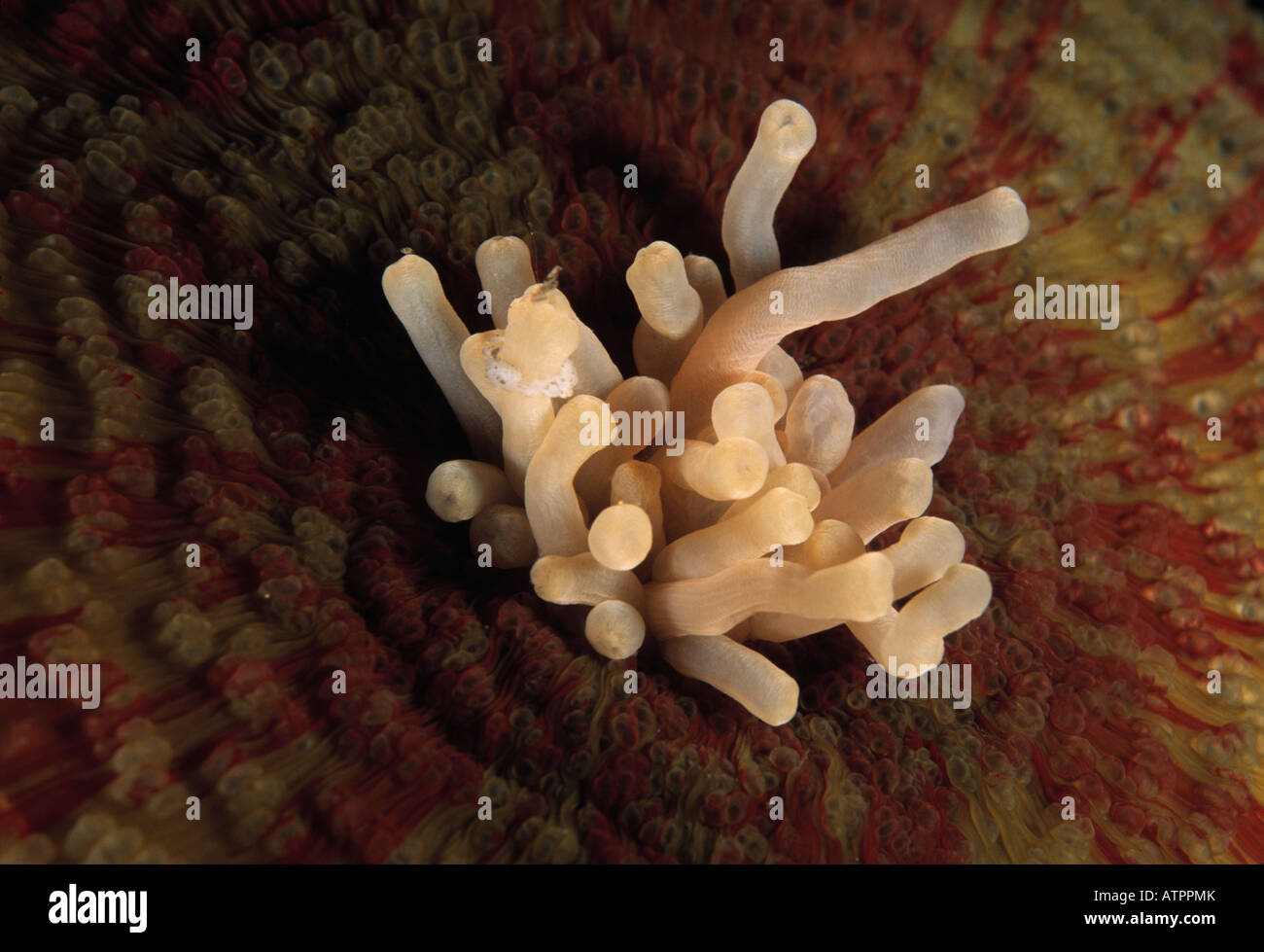 Urticina crassicornis hi-res stock photography and images - Alamy