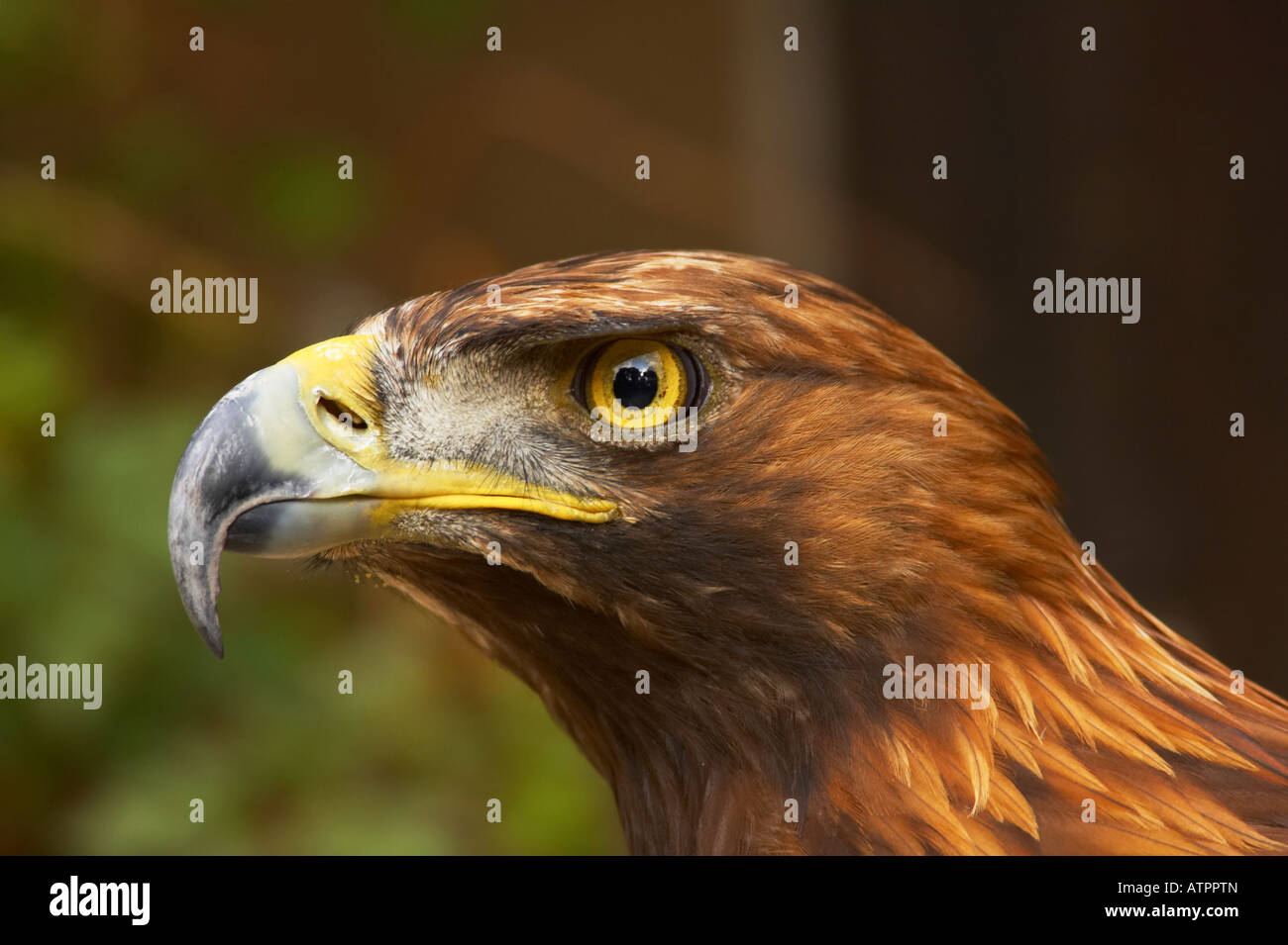 Golden eagle portrait Stock Photo - Alamy