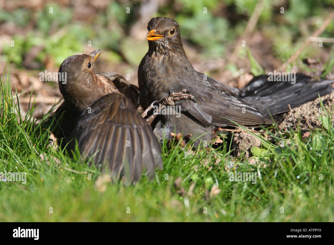 Fighting ground hi-res stock photography and images - Alamy