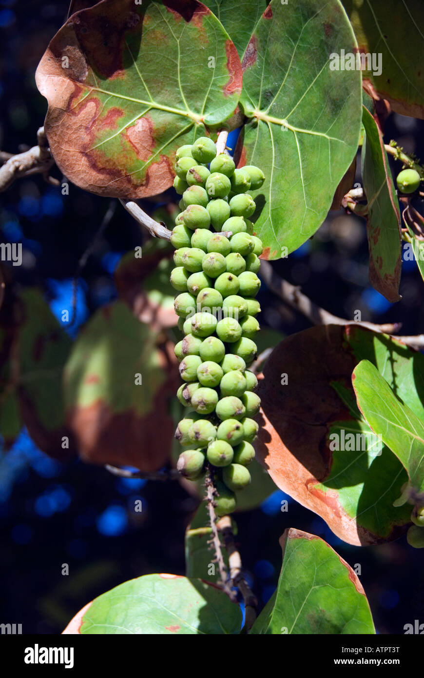 Sea grape plants hi-res stock photography and images - Alamy