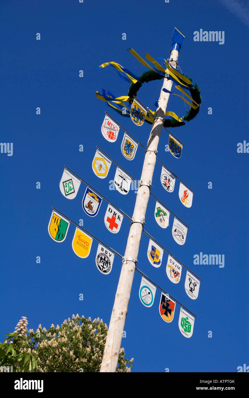 May Tree / Peine Stock Photo - Alamy