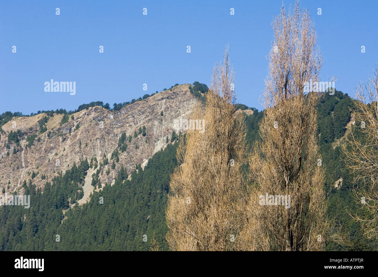 Trees on a mountain Stock Photo - Alamy