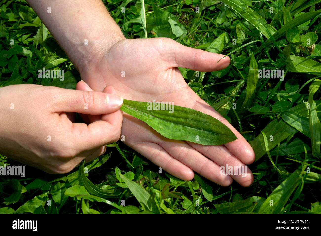 An plantain hi-res stock photography and images - Alamy