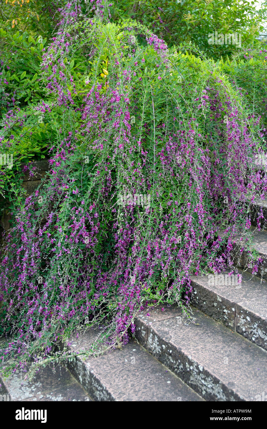 Bush clover lespedeza thunbergii hi-res stock photography and images ...