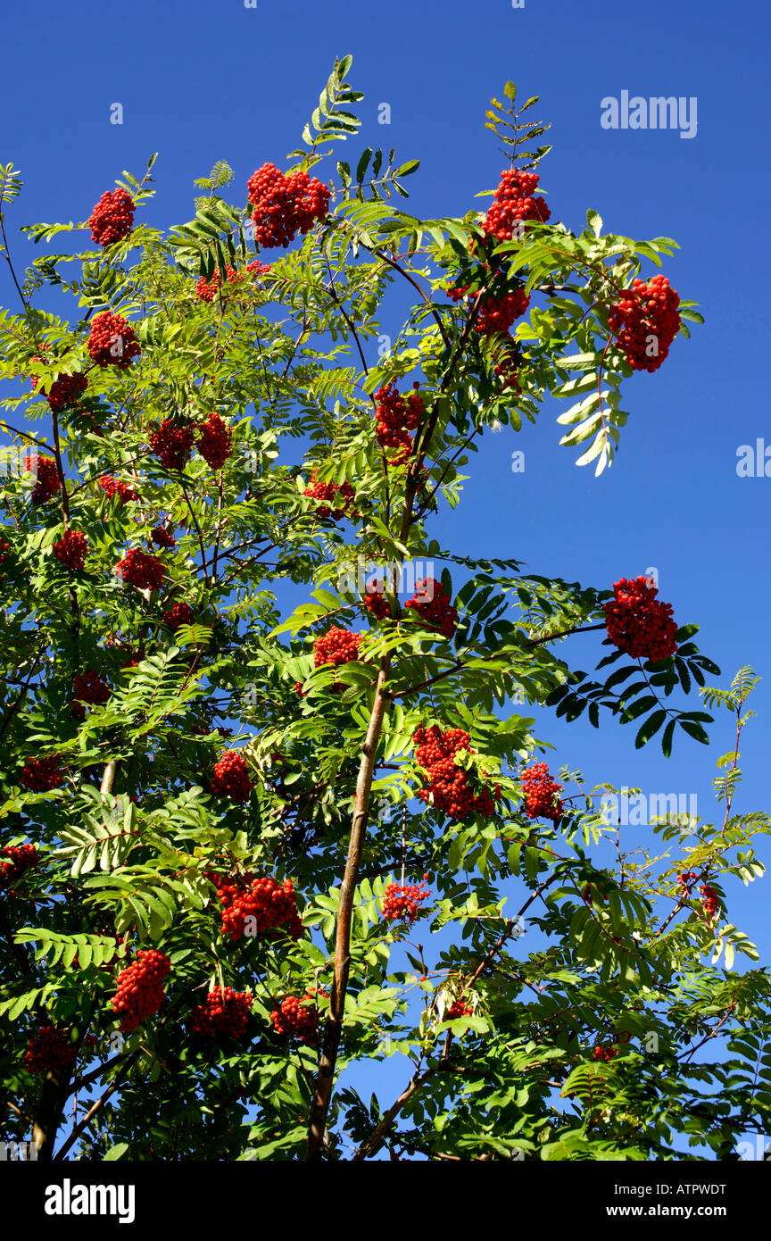 Rowan Ash / Mountain Ash Stock Photo - Alamy