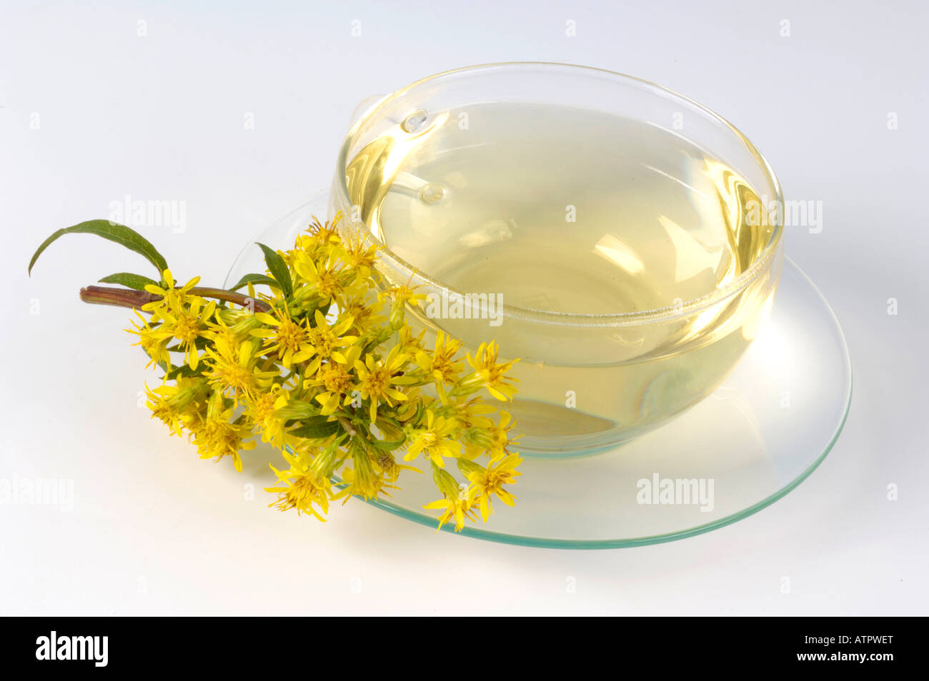 Golden rod tea hi-res stock photography and images - Alamy