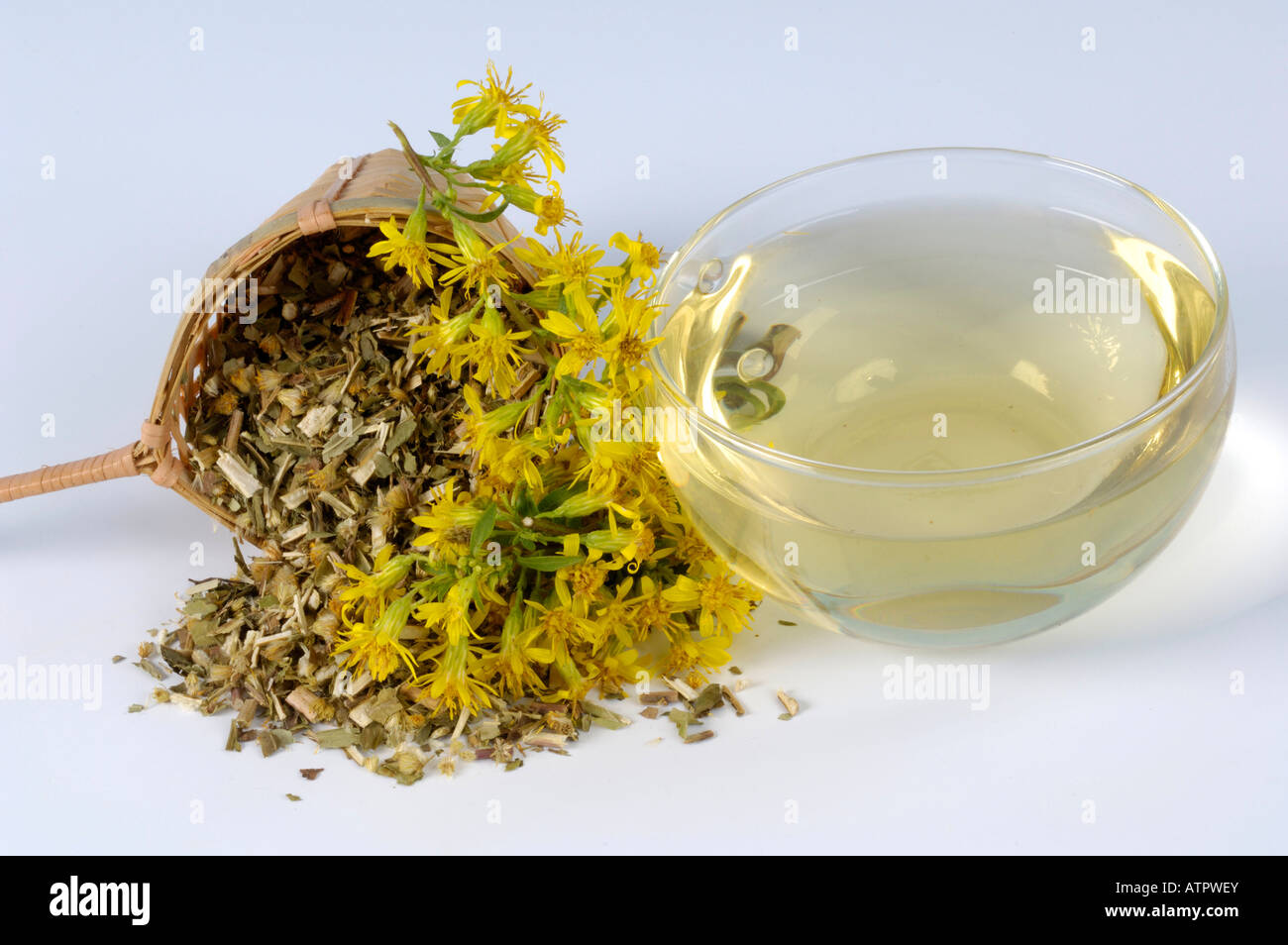 Golden rod tea hi-res stock photography and images - Alamy