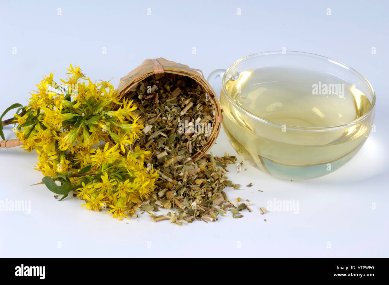 Golden rod tea hi-res stock photography and images - Alamy