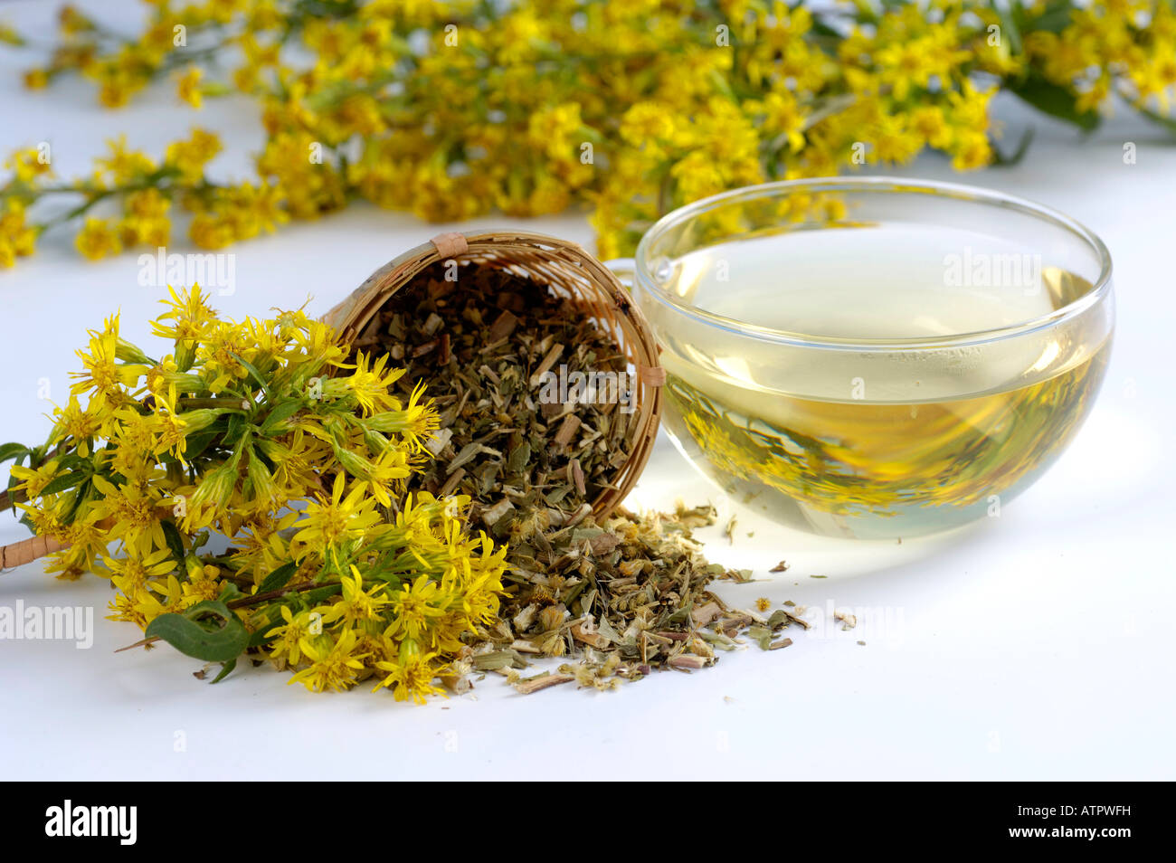 Golden rod tea hi-res stock photography and images - Alamy