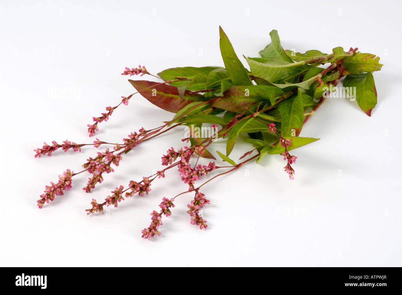 Persicaria tinctoria hi-res stock photography and images - Alamy