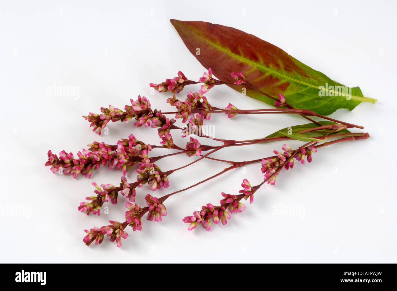 Persicaria tinctoria hi-res stock photography and images - Alamy