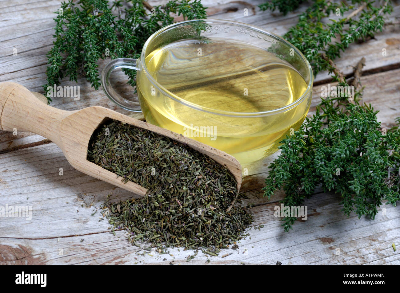 Large Thyme tea Stock Photo - Alamy