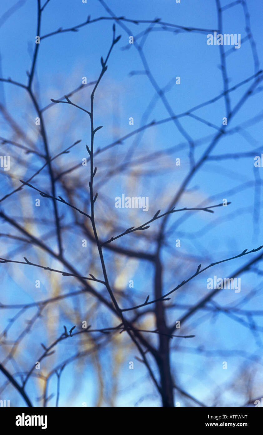 Close up of winter buds on branch of Silver birch tree silhouetted ...