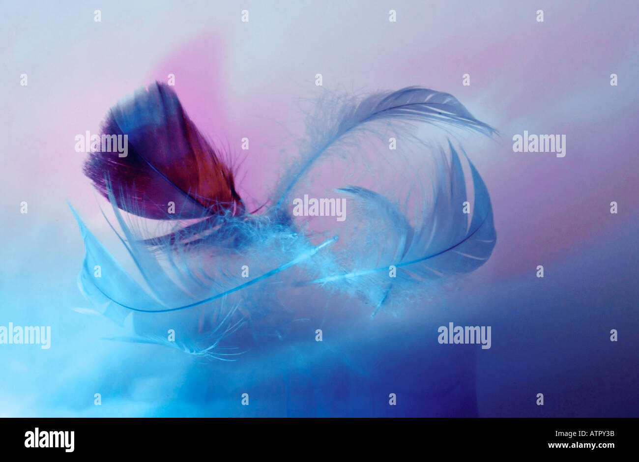 Feather / Vogelfeder Stock Photo - Alamy