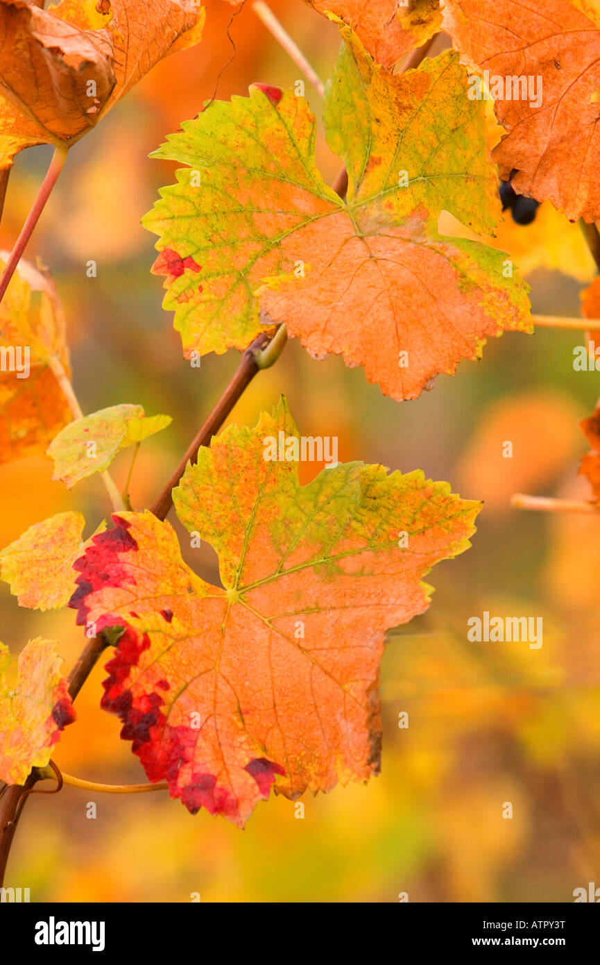 Vine leaves in autumn Stock Photo - Alamy
