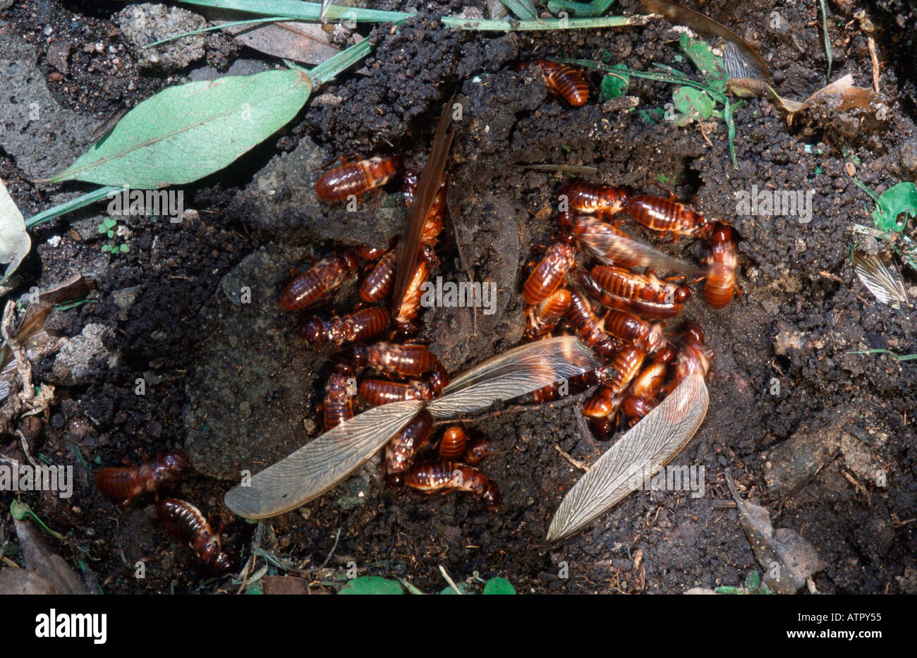 Odontotermes termite hi-res stock photography and images - Alamy