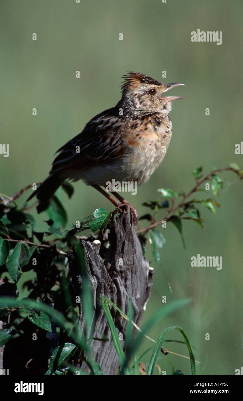 Bird lark rufous naped masai hi-res stock photography and images - Alamy