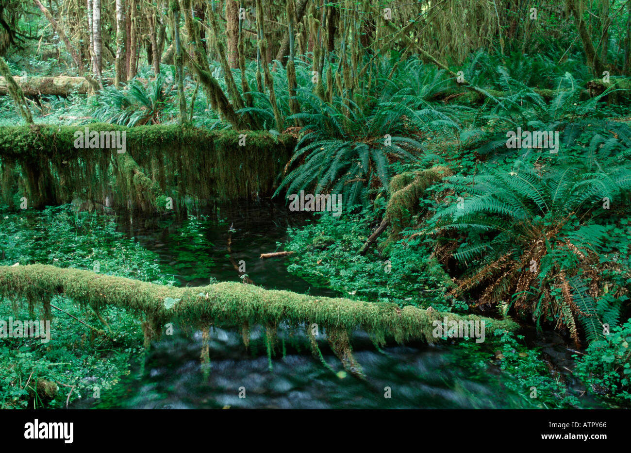 Temperate Rain Forest Stock Photo Alamy