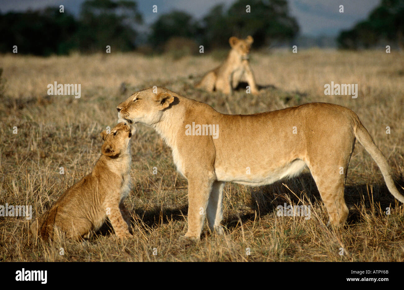 Lions sniffing hi-res stock photography and images - Alamy