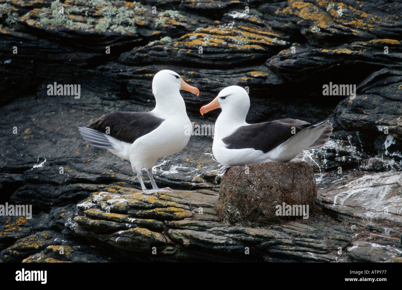 Albatros bird pair hi-res stock photography and images - Alamy