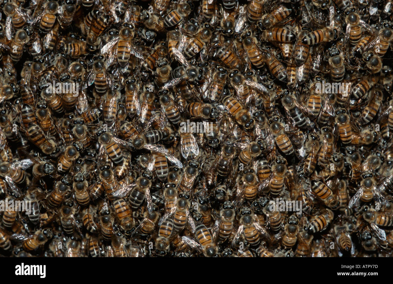 African Honey Bee Stock Photo - Alamy
