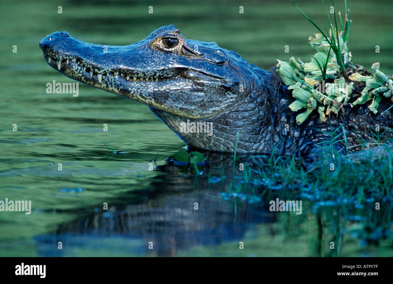 Black caiman melanosuchus niger pantanal hi-res stock photography and ...
