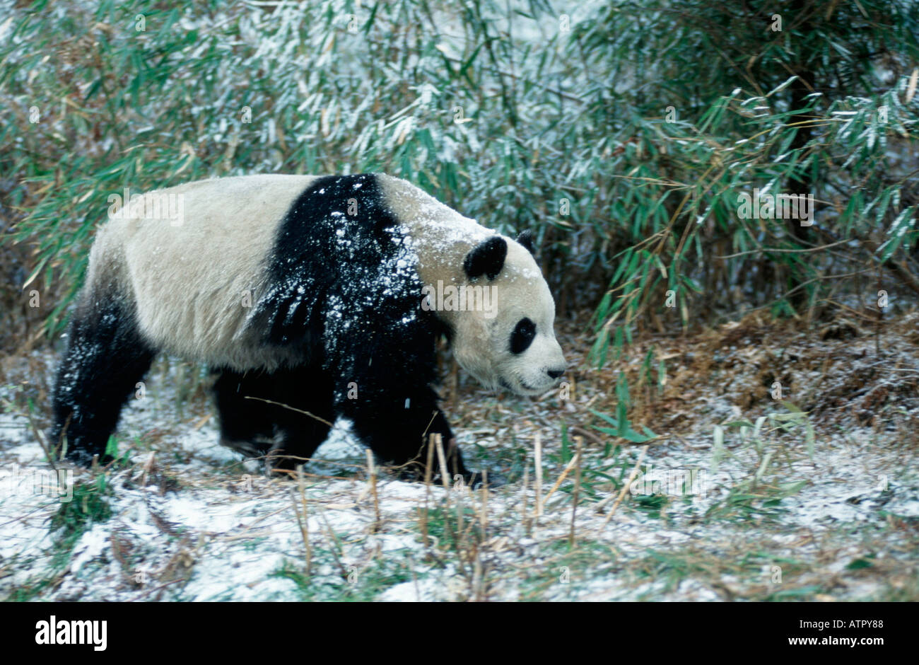 Snow white panda hi-res stock photography and images - Alamy