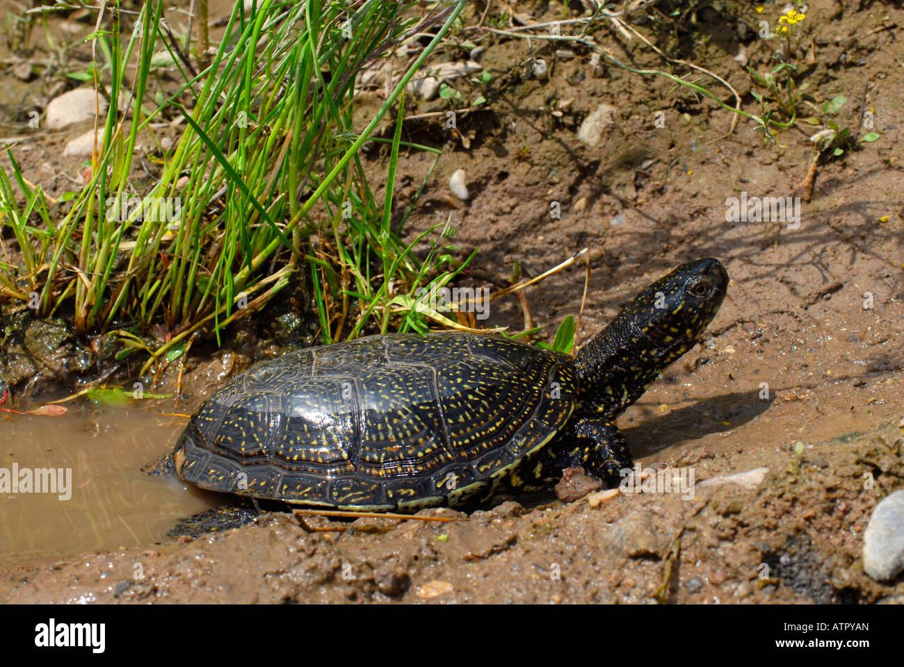 European Pond Turtle Stock Photo - Alamy