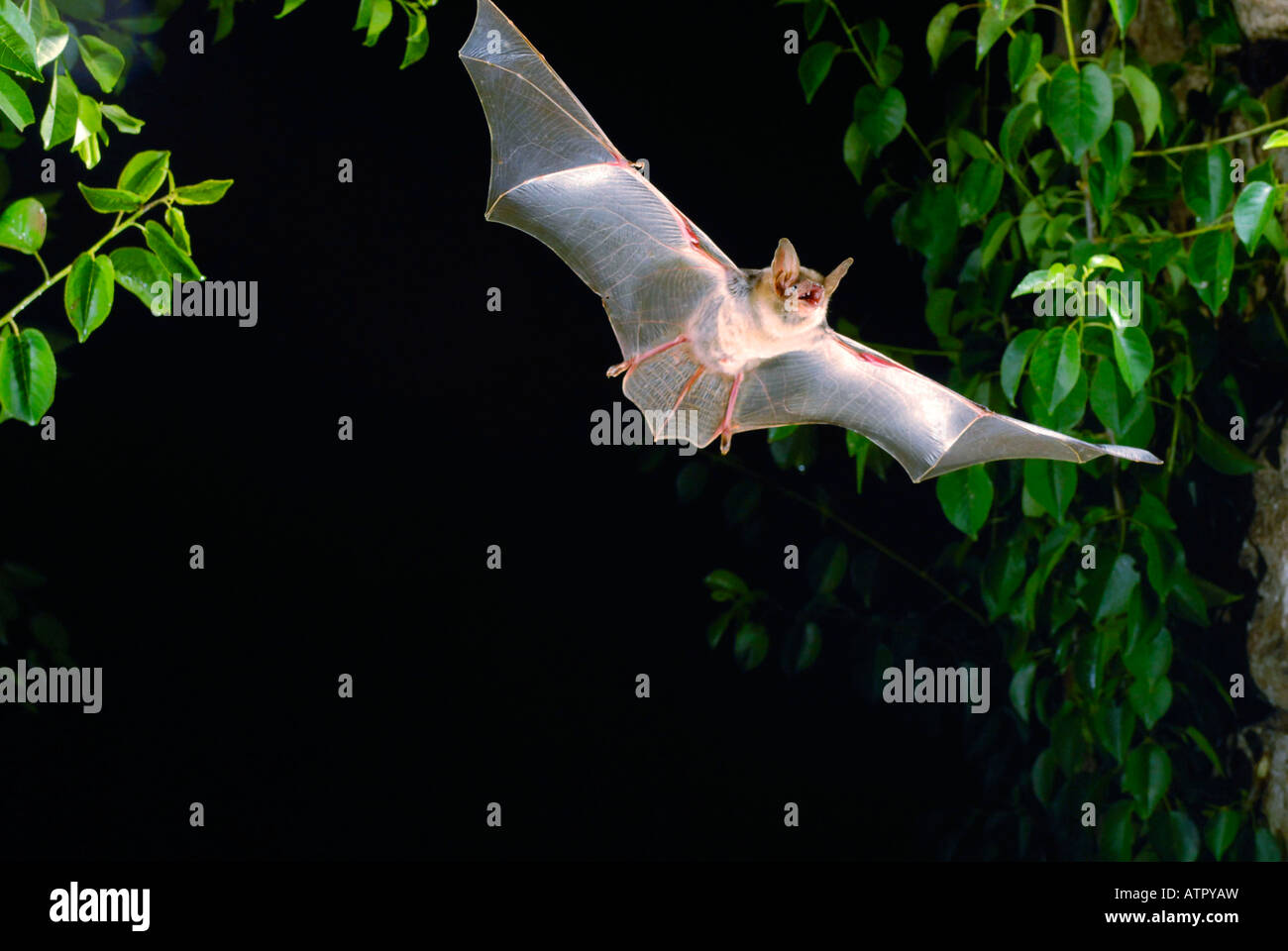 Greater Mouse-eared Bat Stock Photo - Alamy