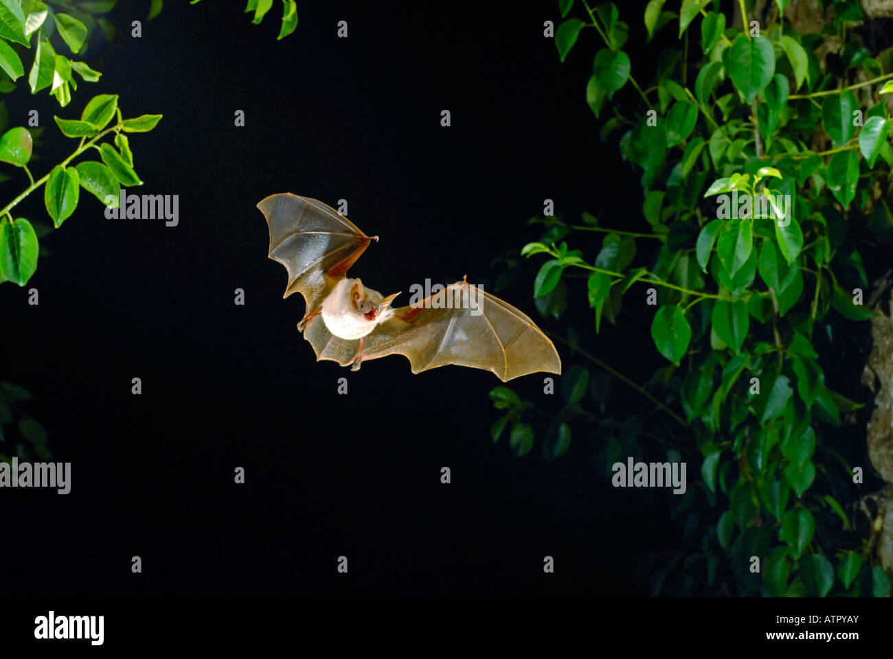 Greater Mouse-eared Bat Stock Photo - Alamy